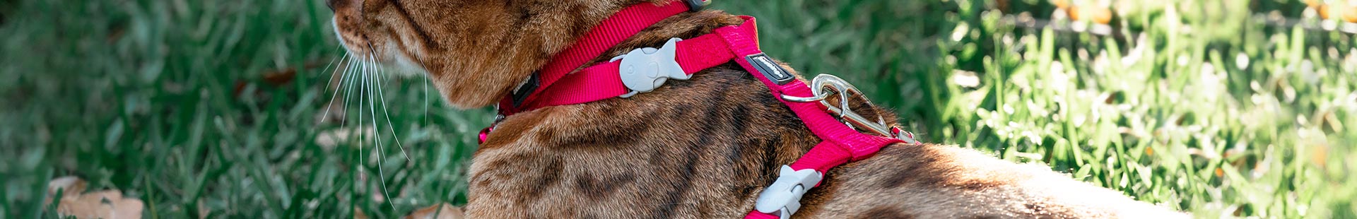 Cat Harness and Lead Sets | Red Dingo Australia