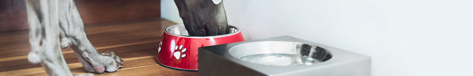 Accessories | Red Dingo Australia