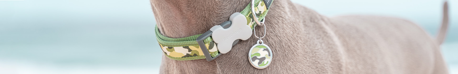 Dog Collars - Durable & Stylish | Red Dingo Australia