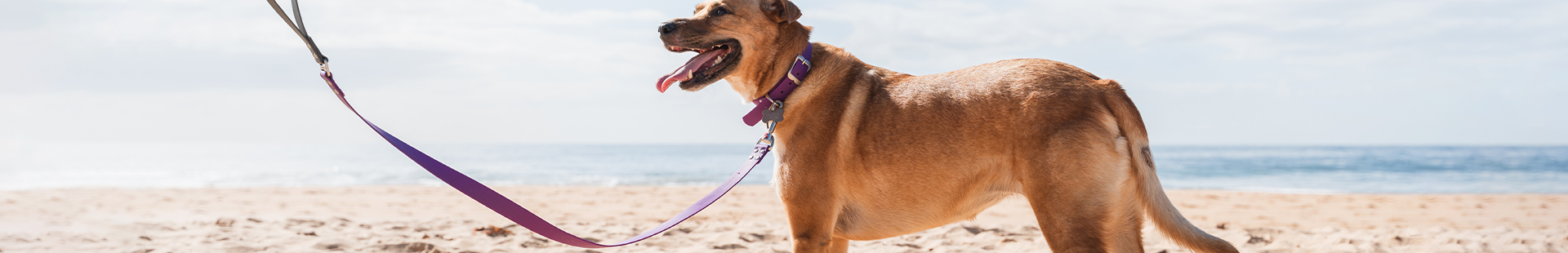 VIVID Waterproof PVC Dog Leads & Leashes - Odour-Free | Red Dingo Australia