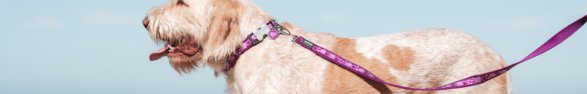 Dog Leads & Leashes - Comfortable and Durable | Red Dingo Australia