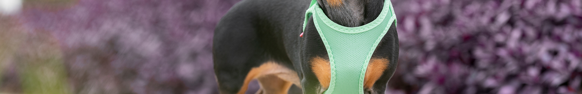 Mesh Harnesses | Red Dingo Australia